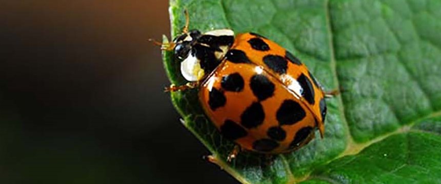 What do Asian Lady Beetles look like? | Asian Lady Beetle ...