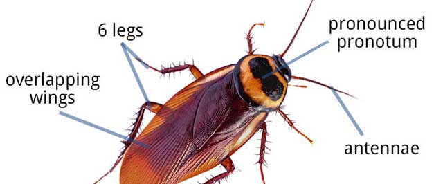 American Cockroach Identification and Biology