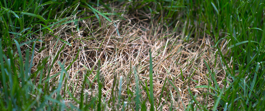 What Does Anthracnose Disease Look Like | Anthracnose Identification Guide