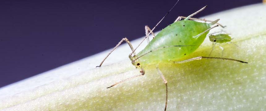 Aphid Identification Guide
