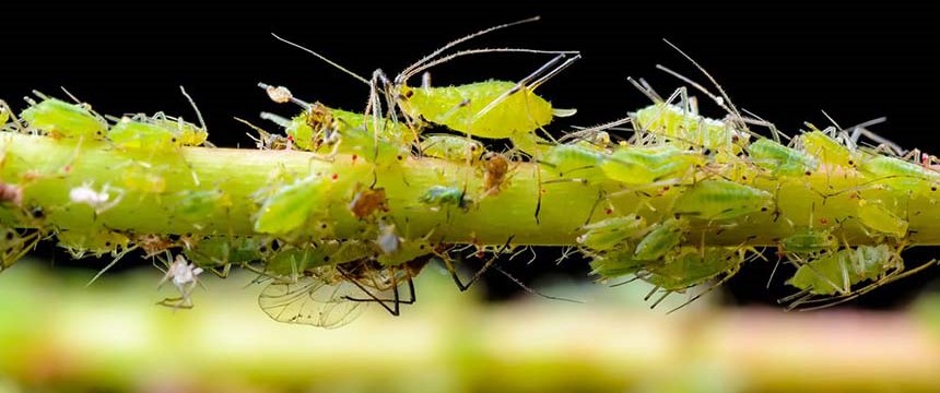 Aphid Inspection Guide