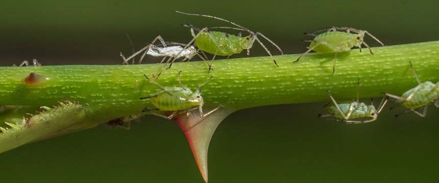 The Aphid Treatment Guide