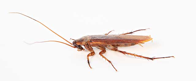 Asian Cockroach Identification and Biology