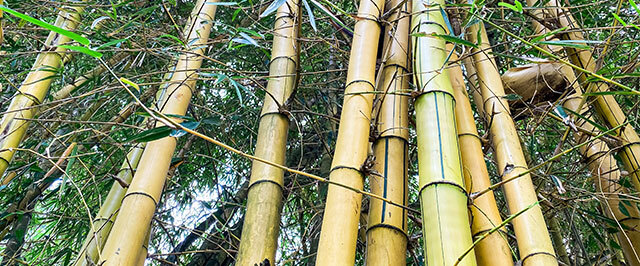 Bamboo Identification Guide