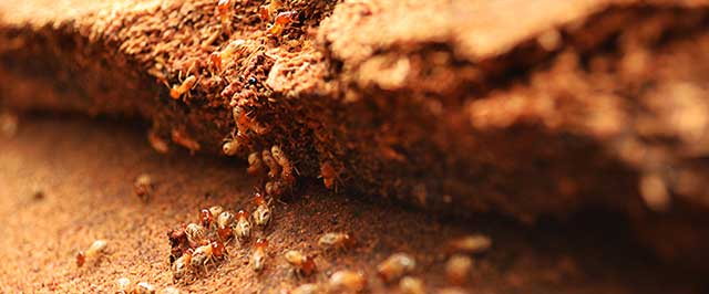 Barrier and Soil Treatments For Termite Control