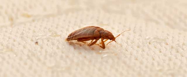 What Eats Bed Bugs? | Bed Bug Predators | DoMyOwn.com