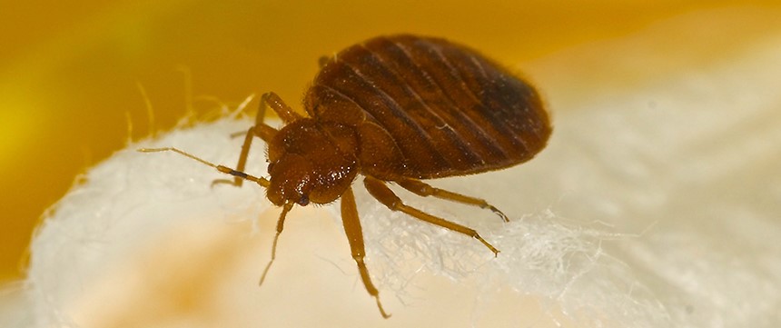 Hotel Bed Bugs - How To Avoid Hotel Bed Bugs When You Travel | DoMyOwn.com
