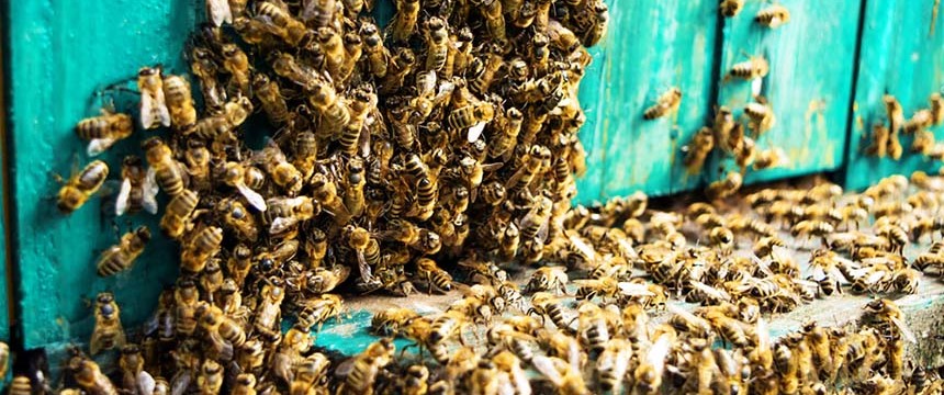 How To Save The Bees - Bee Safety Tips