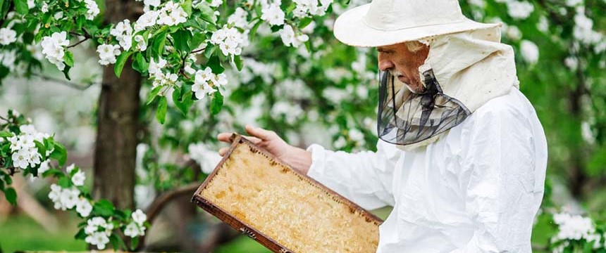 A Guide to Backyard Beekeeping