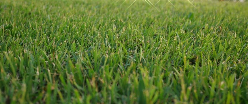 How to Care for Bermuda Grass