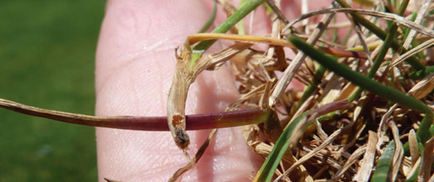 How to Look For Billbug Damage | Bluegrass Billbug Inspection Guide