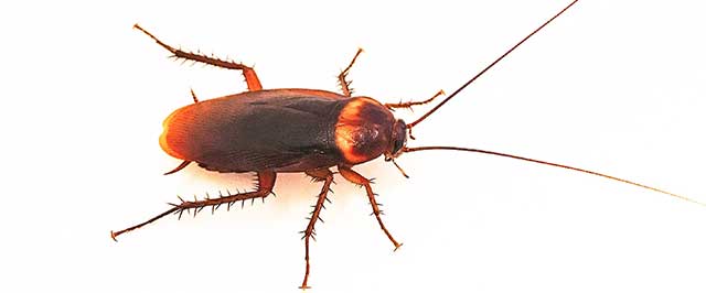 Brown Cockroach Identification and Biology