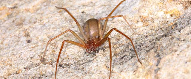 Brown Recluse Photo Identification