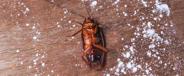 How To Get Rid of Brownbanded Roaches