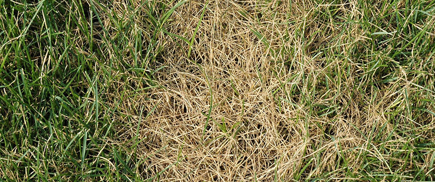 Brown Patch Fungus Identification | What Does Brown Patch Look Like