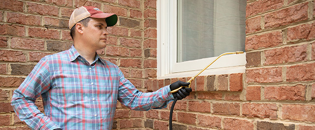 How to Get Rid of & Kill Carpenter Ants - Carpenter Ant Treatment