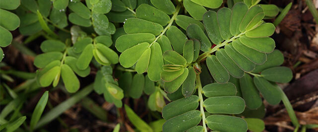 Chamberbitter Weed Prevention Guide