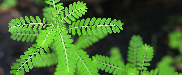 Chamberbitter Weed Inspection Guide