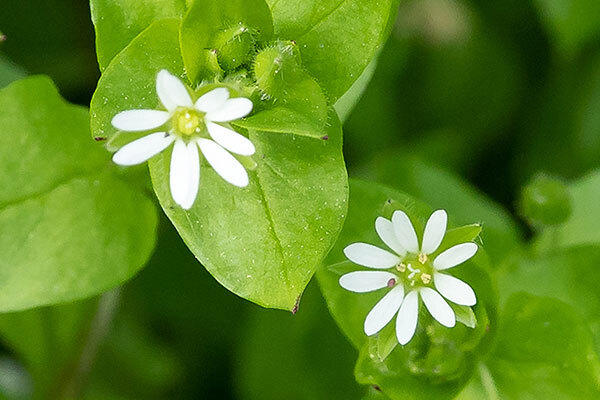 Chickweed Identification Guide