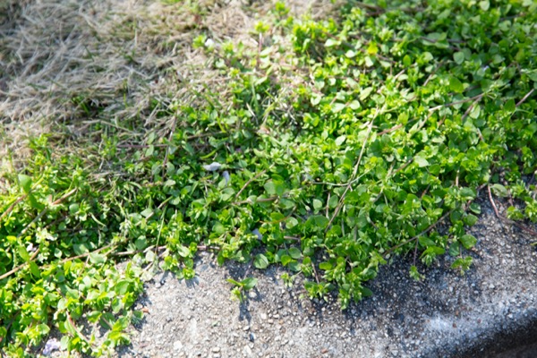 Chickweed Inspection Guide