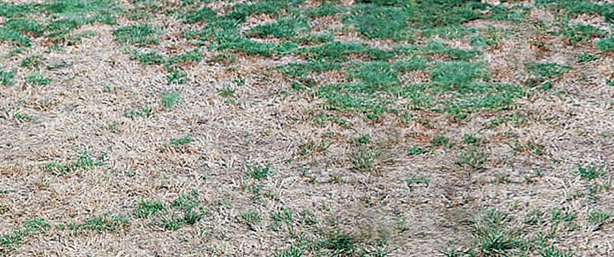 How To Check For Chinch Bugs | Chinch Bug Damage | DoMyOwn.com