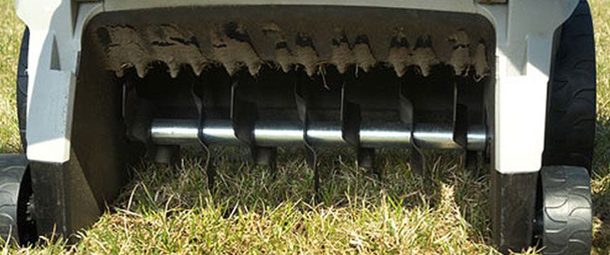 How To Prevent Chinch Bugs | Chinch Bug Prevention Guide