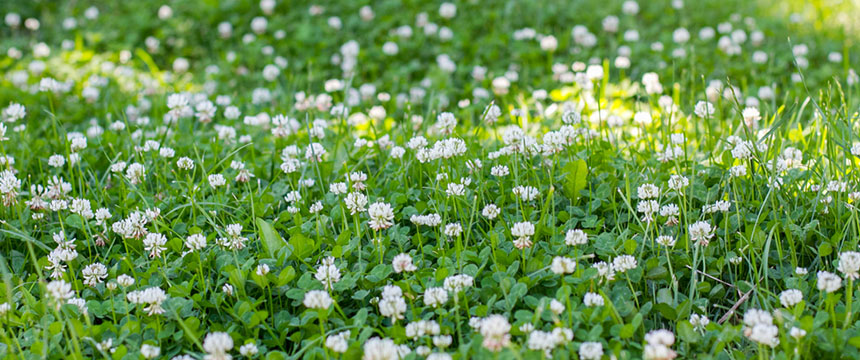 Is Clover a Weed & What Does It Look Like | Clover Identification Guide