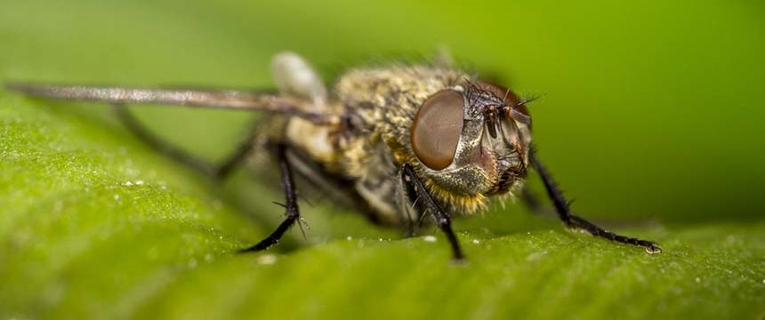 Cluster Flies Identification Guide | Cluster Fly Facts