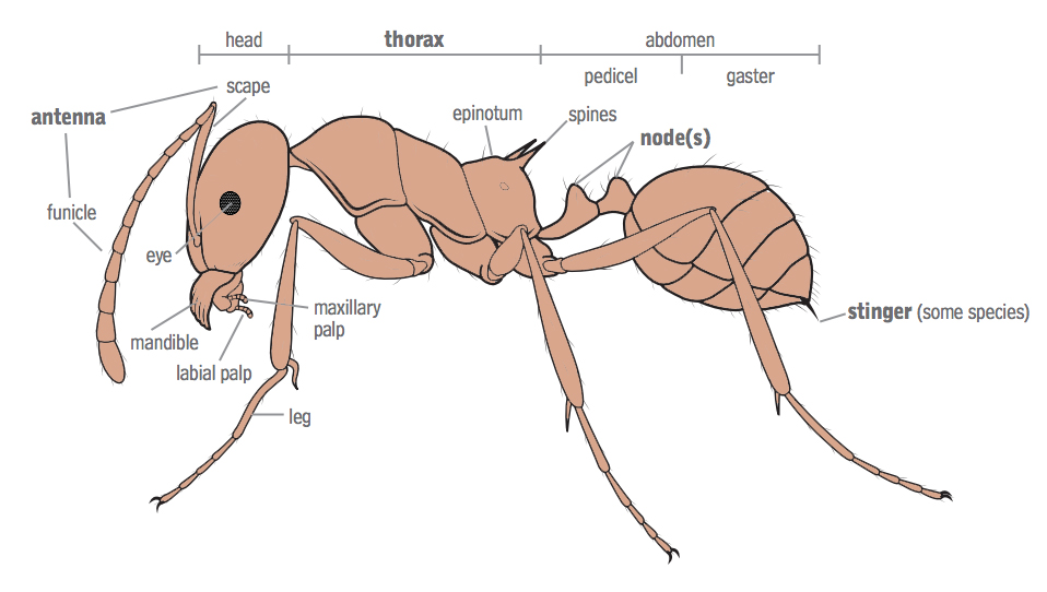 Ant Identification Guide - How To Identify Ants - DoMyOwn.com