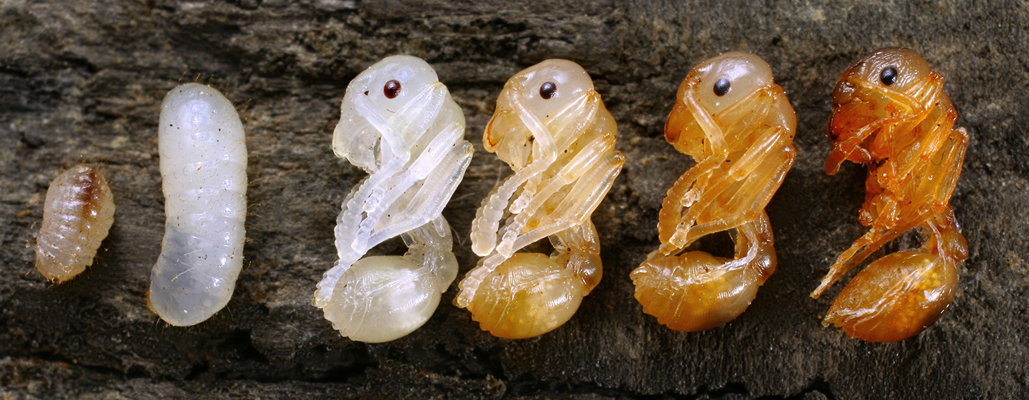 Ant Identification Guide - How To Identify Ants - DoMyOwn.com