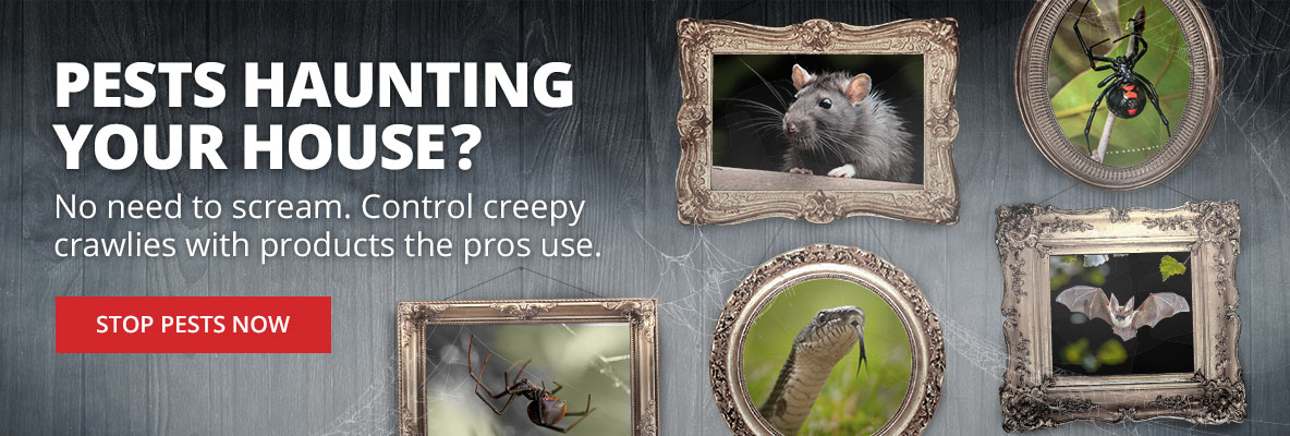 Pest and Insect Library - Pest Identification - DoMyOwn.com