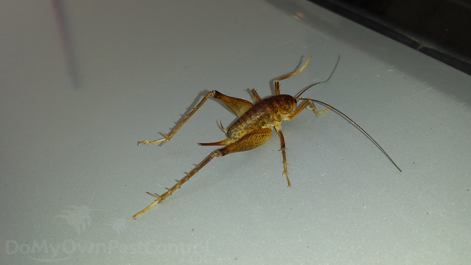 Camel Cricket, Cave Cricket, & Spider Cricket Control (Large Crickets)