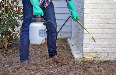 Be Prepared Like a Pest Pro with DoMyOwn.com