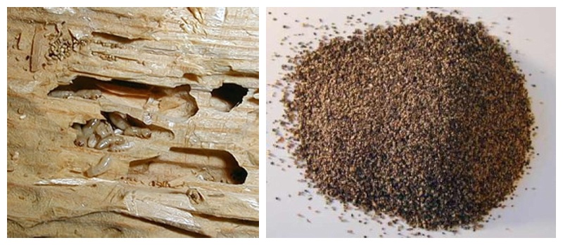 Drywood Termite Inspection Guide