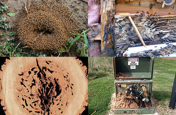 Ant Inspection How To Find Where Ants Are Coming From