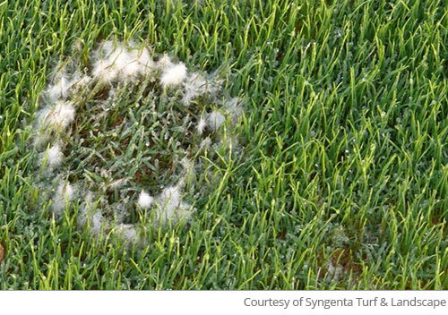 Pythium Blight Disease Inspection Guide