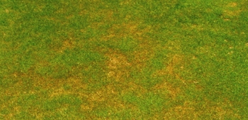 Anthracnose Inspection Guide | How to Find Anthracnose in Your Lawn