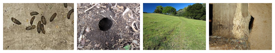 Rat Inspection - Signs of Rats - Where Do Rats Hide