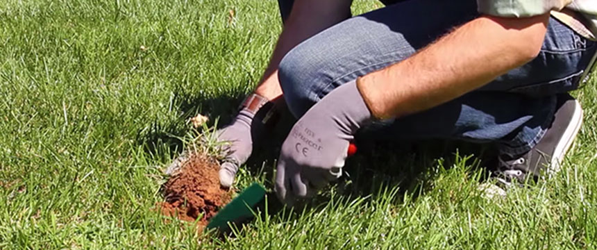 Crane Fly Inspection - How To Check For Crane Fly Damage