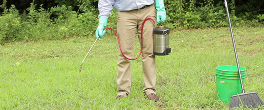 How To Get Rid Of Crane Flies | Crane Fly Control & Treatment