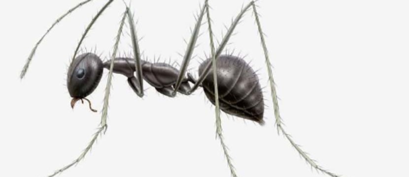 Crazy Ants Identification & Biology | DoMyOwn.com