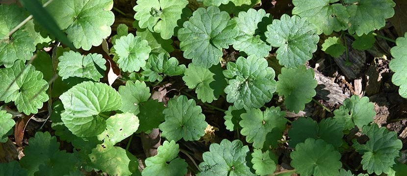 How to Get Rid of Creeping Charlie