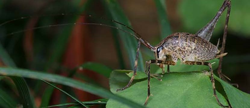Crickets Identification & Biology