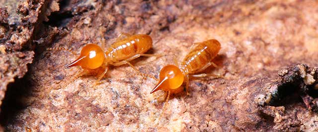 Dampwood Termites Identification & Biology
