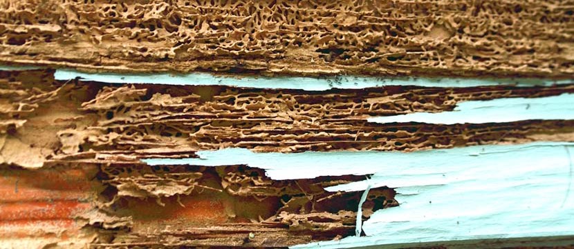 Do It Yourself Termite Control