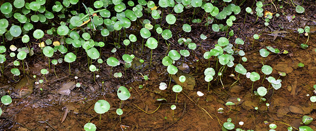 Dollarweed Prevention Guide