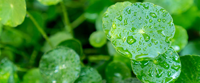 Dollarweed Treatment Guide