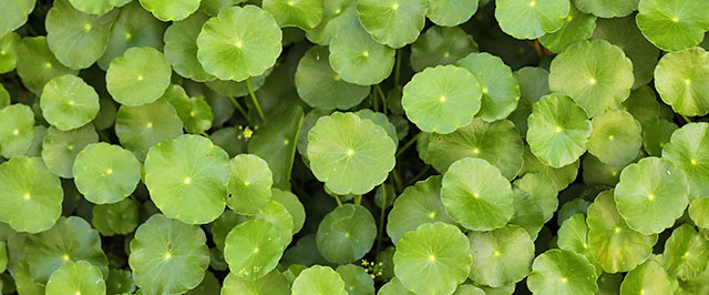 What Does Dollarweed Look Like?