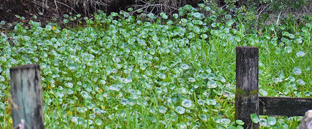 Dollarweed Inspection Guide