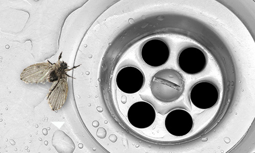 What Are Drain Flies - Drain Fly Identification